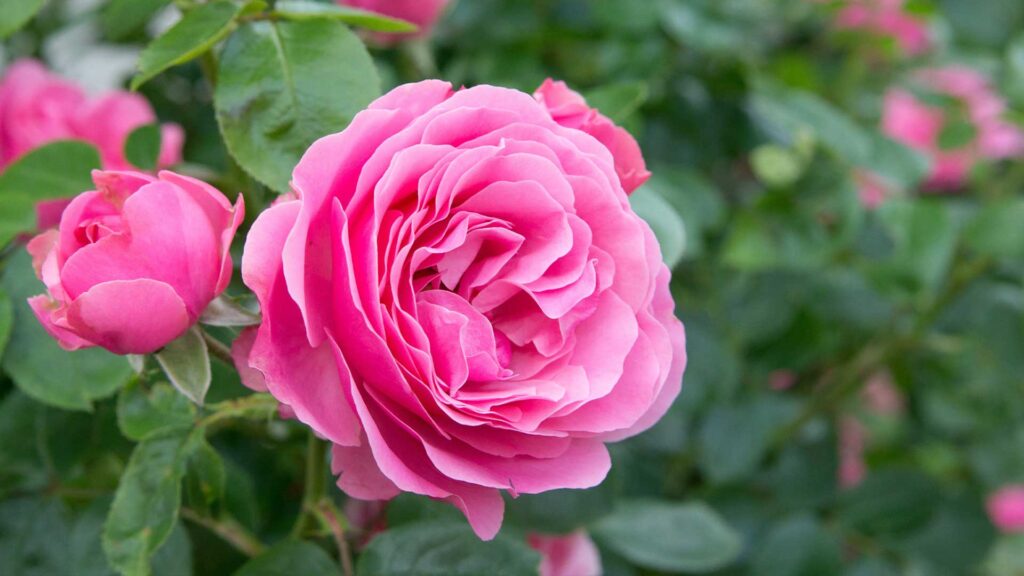 Updates from His Hands - His Hands Free Clinic - Cedar Rapids, Iowa